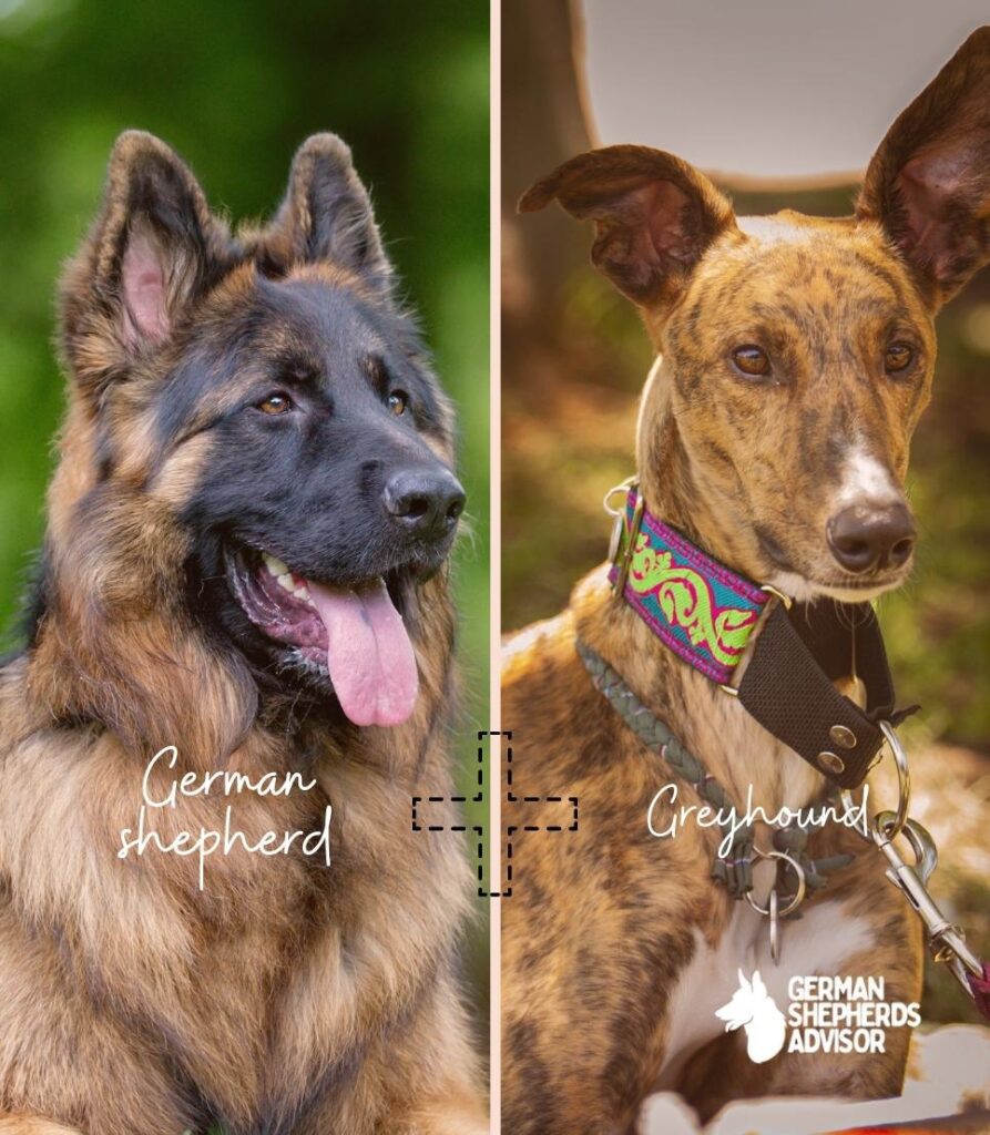 German Shepherd And Greyhound Mix: A Rare Combination! | Mixed
