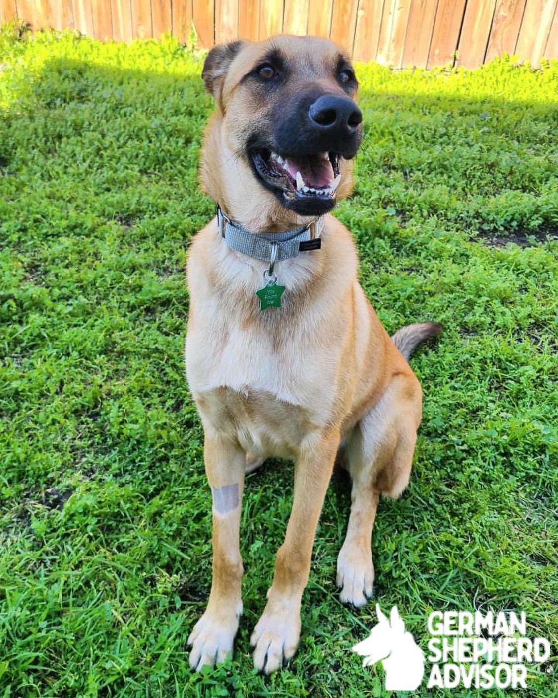 German Shepherd Greyhound Mix: The Shephound dogs!