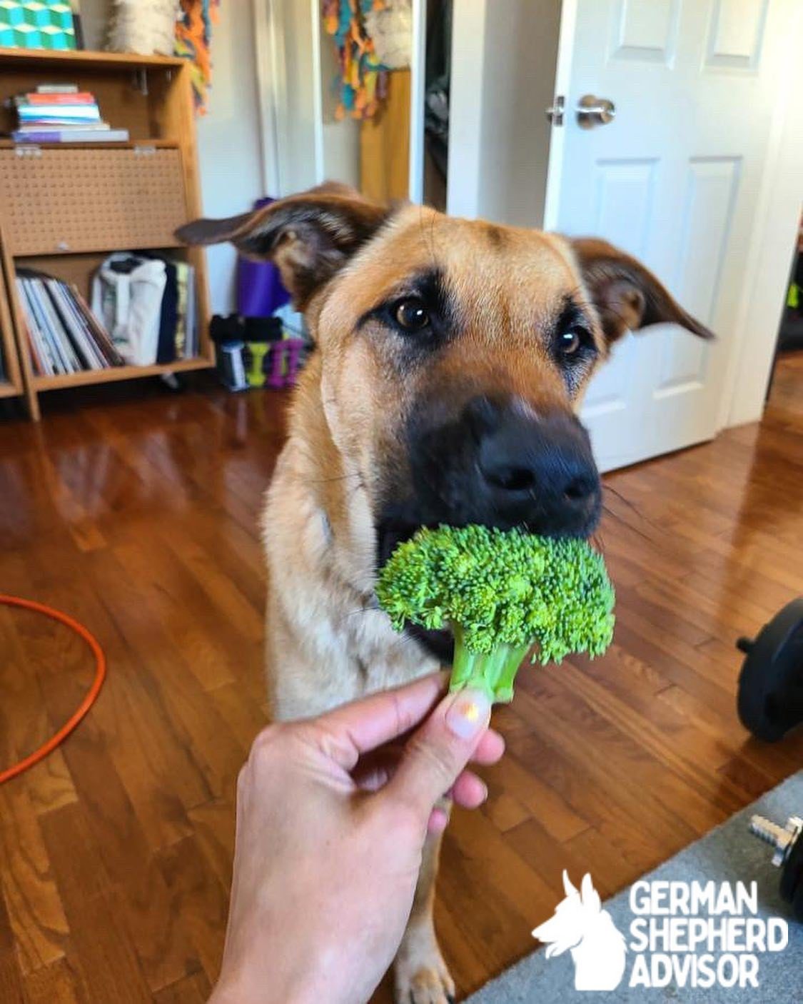 German Shepherd Greyhound Mix: The Shephound dogs!