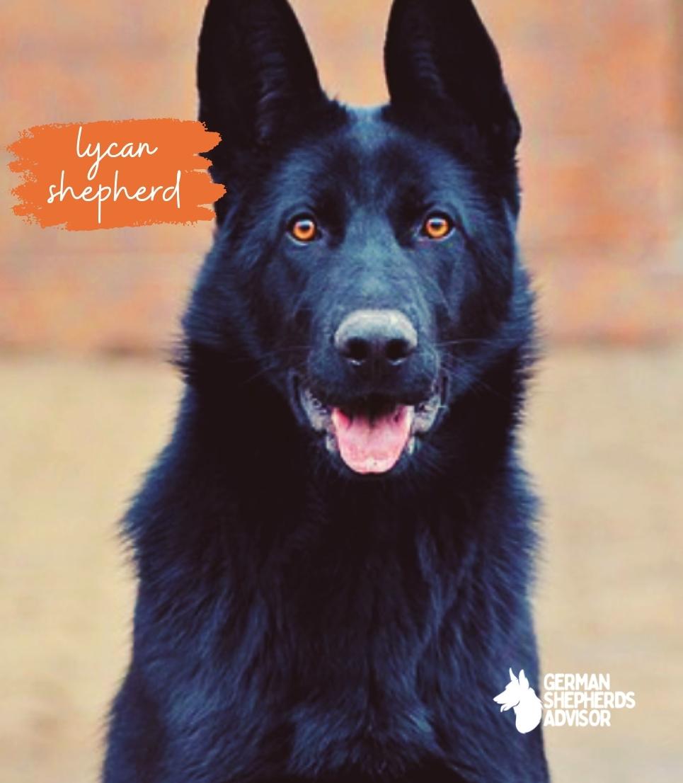Lycan Shepherd: All About This Trending Breed