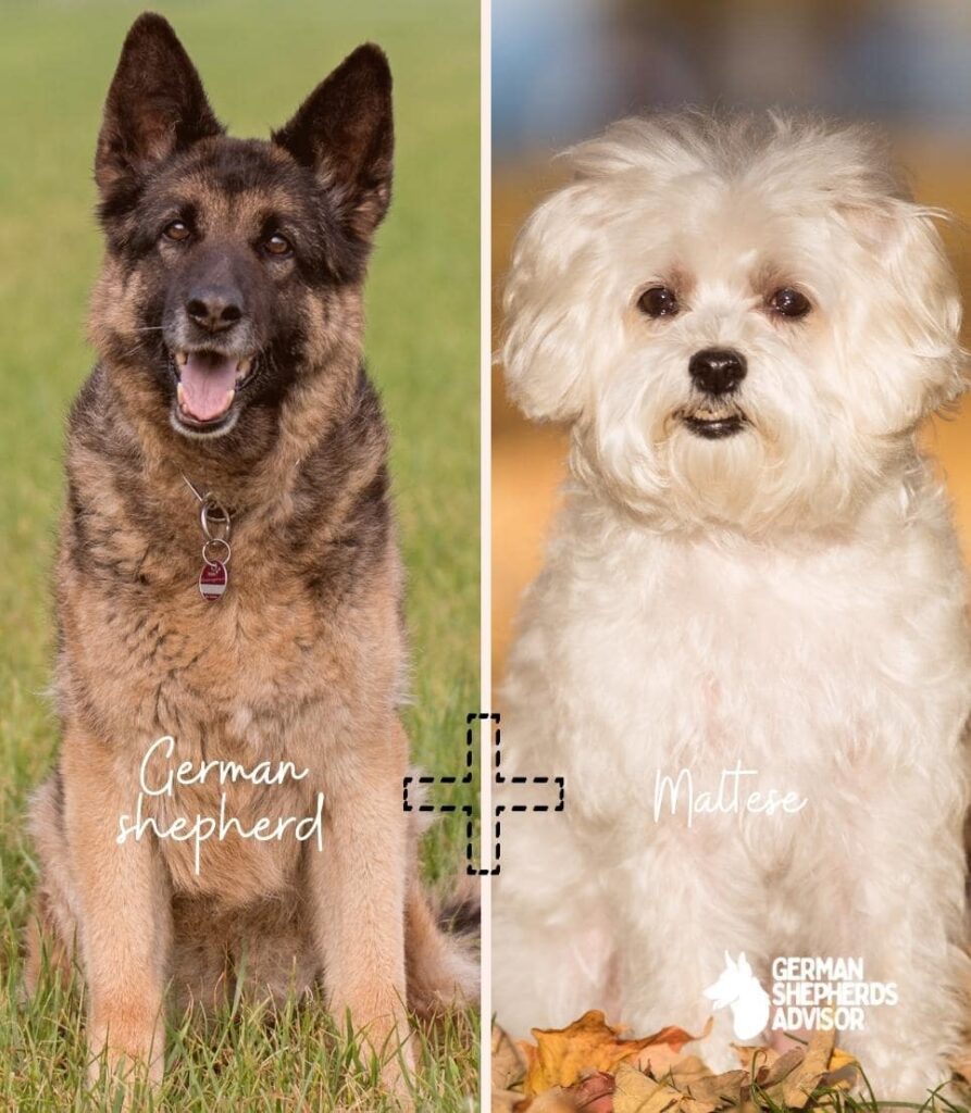 German Shepherd Leonberger Mix: How Much It Is Worth? | Mixed