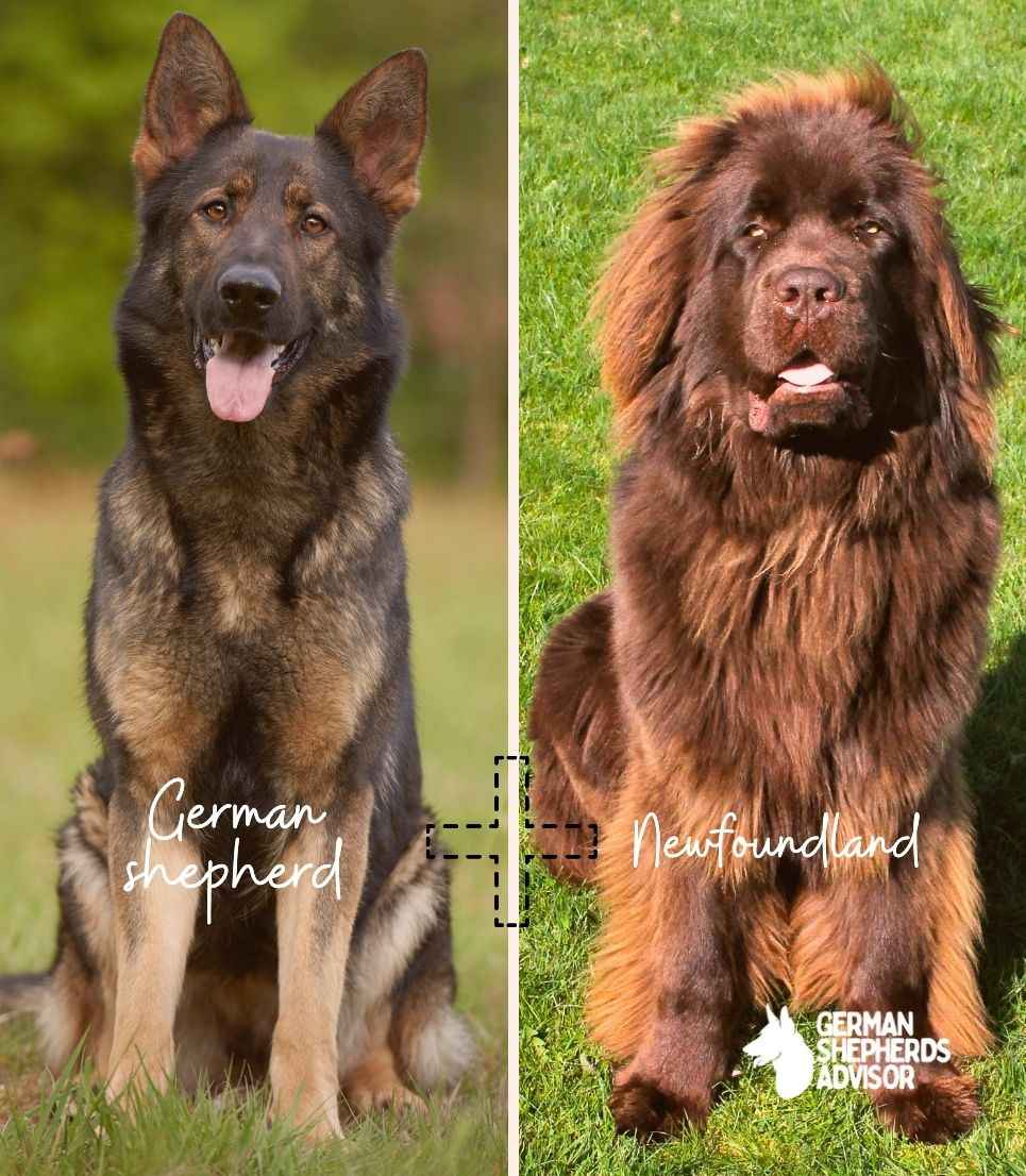 German Shepherd Newfoundland Mix: A Relatively Modern Mix | Mixed