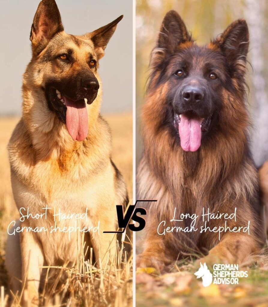 Dwarf German Shepherd-Cuteness Personified! | Breed