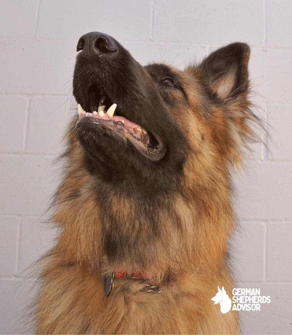 German Shepherd Scary: Is It A Mith Or Truth? | Behavior