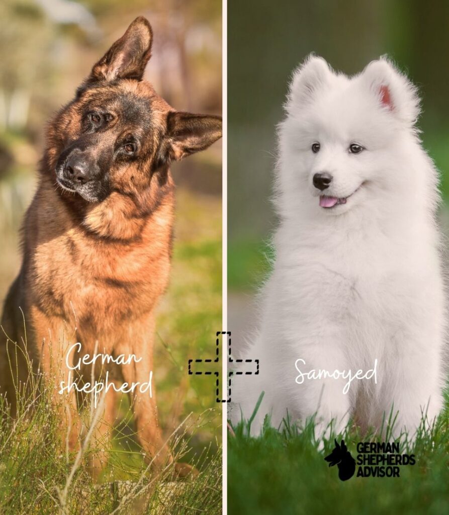 German Shepherd Catahoula Mix: All About This Rare Breed! | Mixed