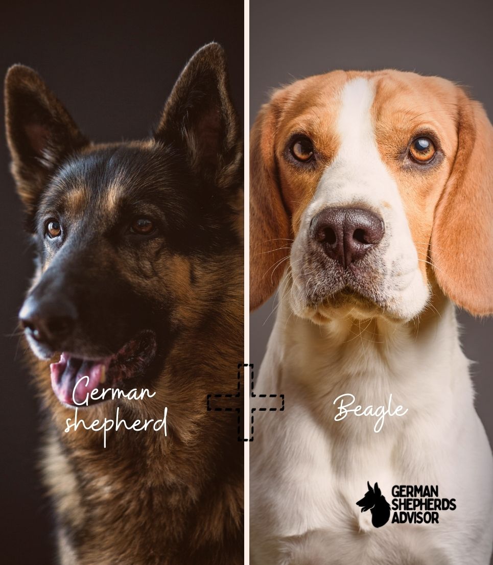 German Shepherd Beagle Mix: A Rare Breed! | Mixed