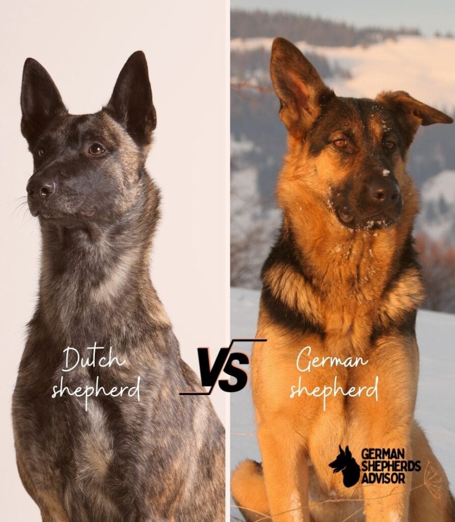 Dutch Shepherd Vs. German Shepherd: Who Is The Winner? | Comparison Dutch Shepherd Vs. German Shepherd: Who Is The Winner? | Comparison