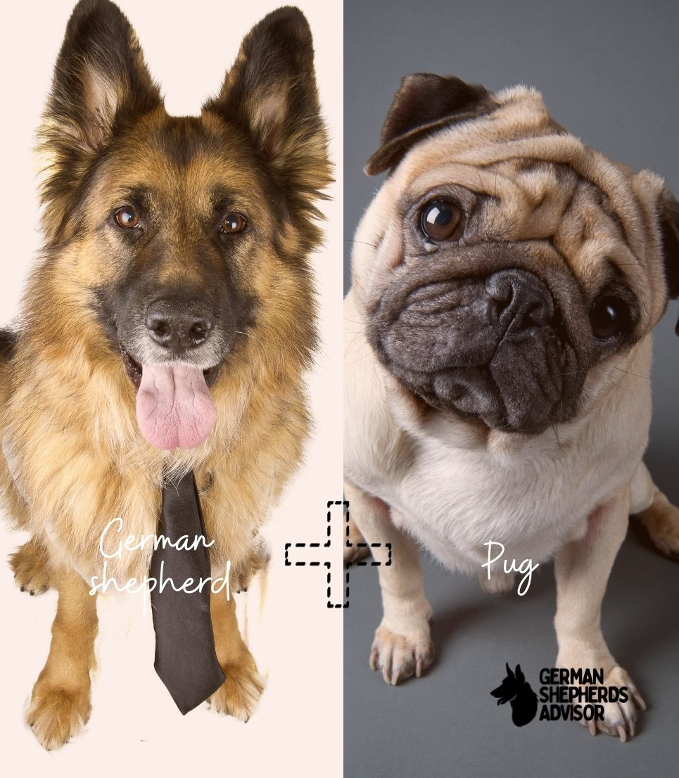 German Shepherd Pug Mix: A Dog With An Attitude | Mixed